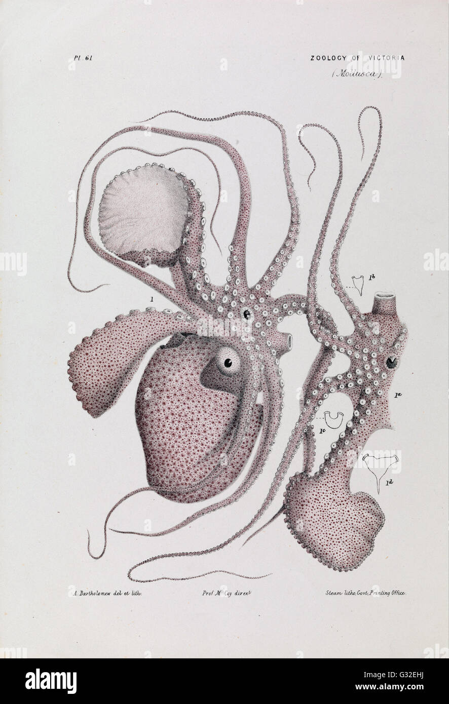 Arthur Bartholomew - Paper Nautilus, Argonauta nodosa - Museum Victoria ...