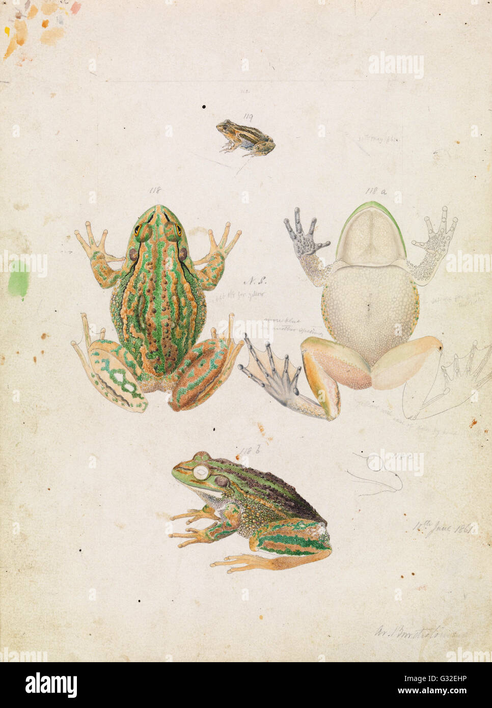 Arthur Bartholomew - Growling Grass Frog, Litoria raniformis - Museum ...