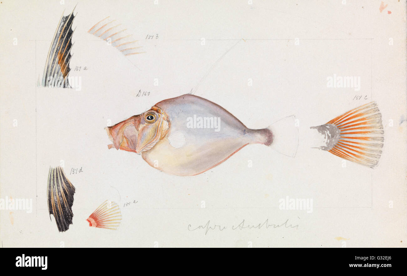 Print history art zoological board australia arthur bartholomew silver ...