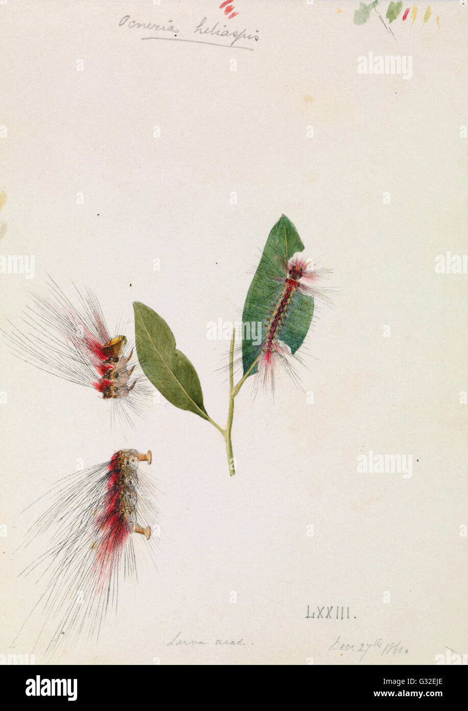 Arthur bartholomew rose anthelid hi-res stock photography and images ...