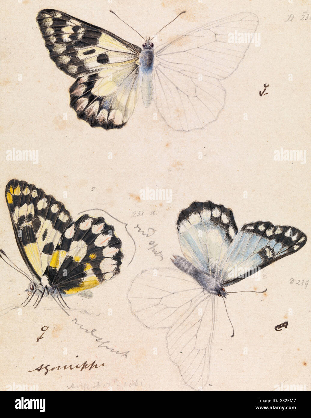 Arthur Bartholomew - Wood White Butterfly, Delias aganippe - Museum ...