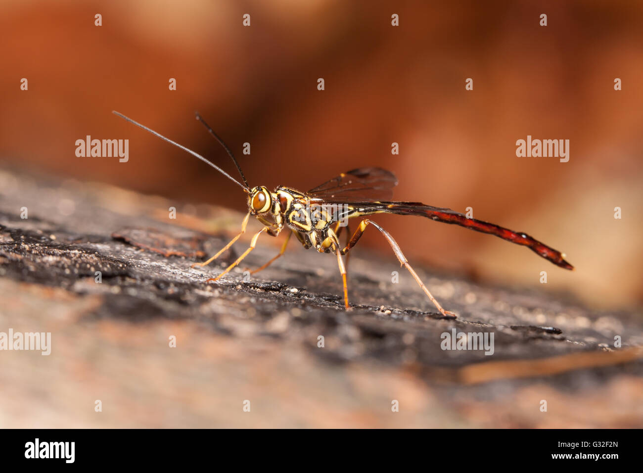 A male Giant Ichneumon Wasp (Megarhyssa macrurus) searches for Stock ...