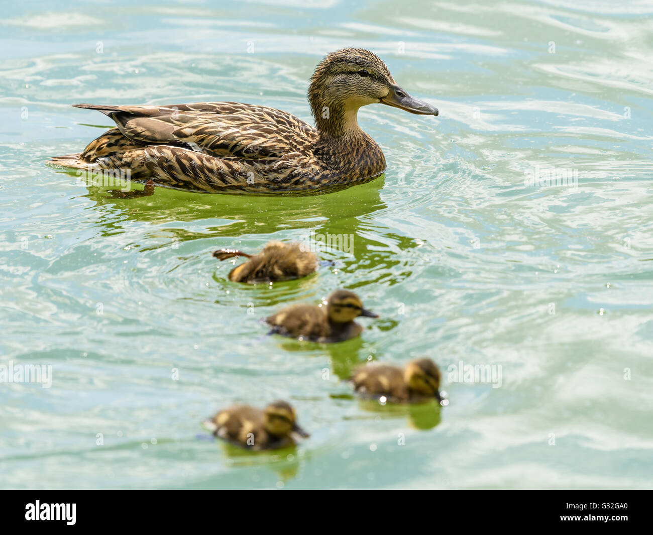 Wild duck on small hi-res stock photography and images - Alamy
