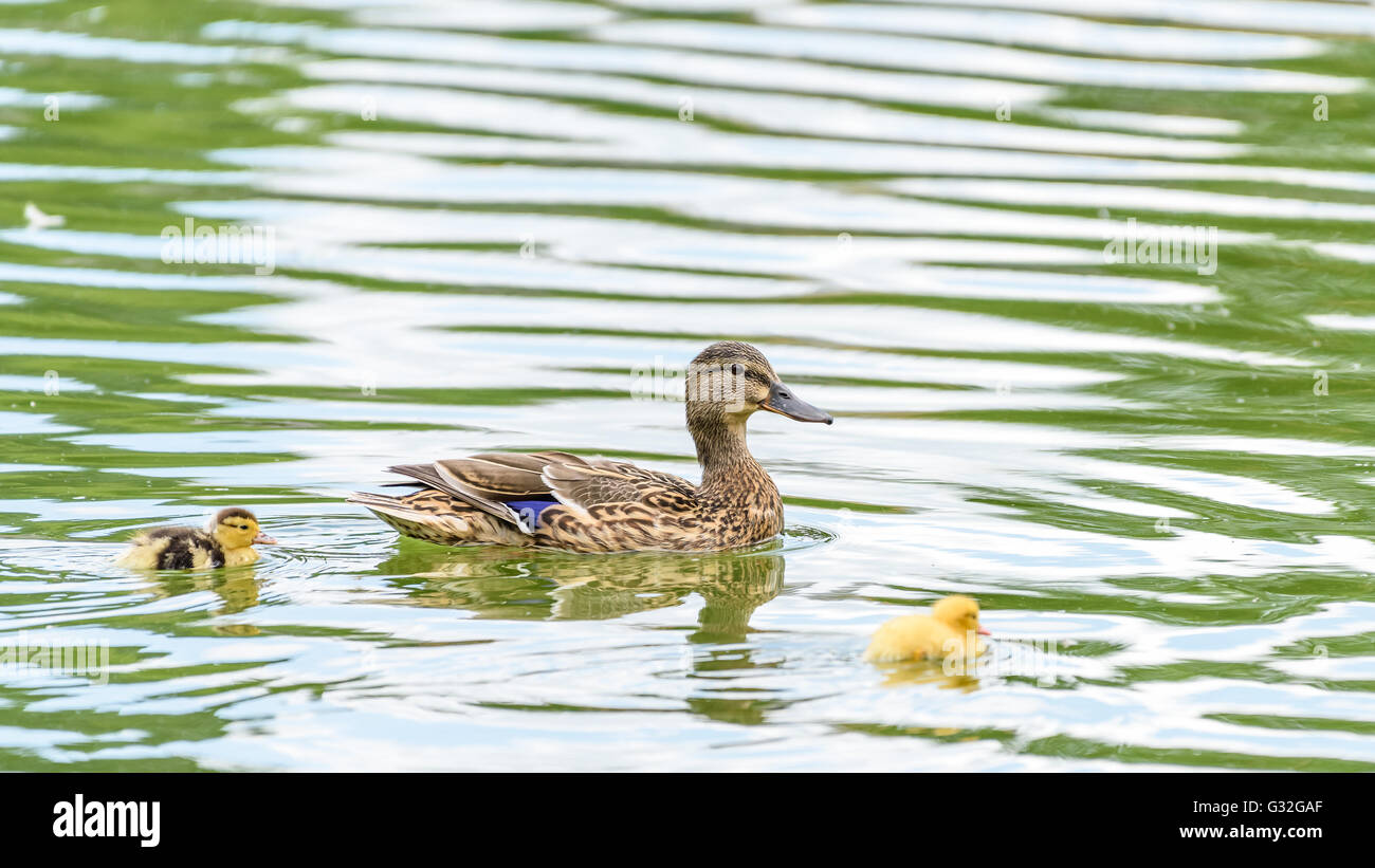 Mother Duck With Small Ducklings On Water Stock Photo - Alamy