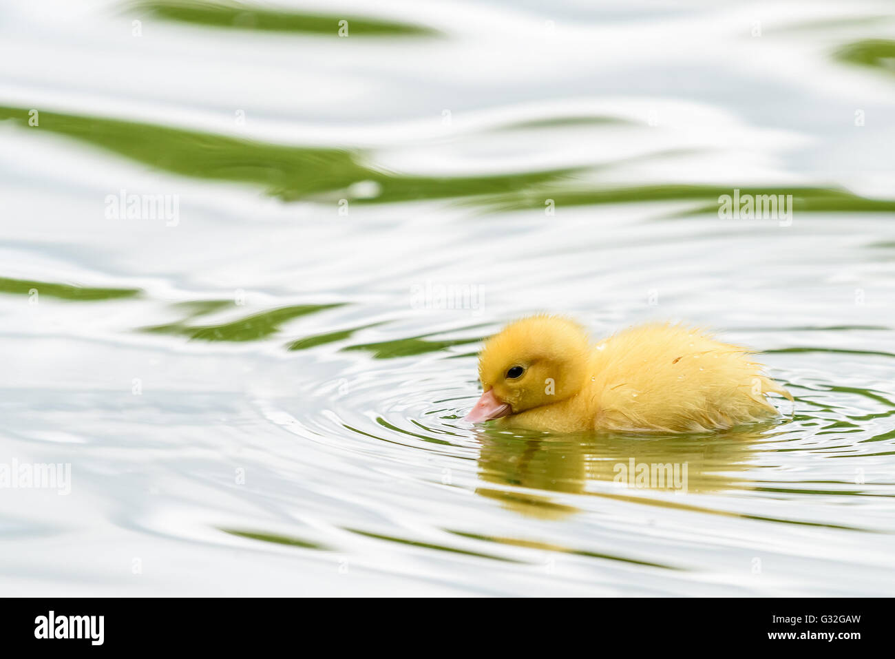 Yellow Tiny Duckling On Water Stock Photo - Alamy