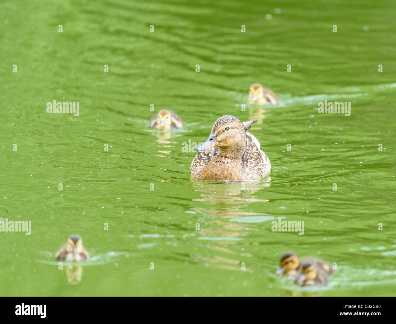 Mother Duck With Small Ducklings On Water Stock Photo - Alamy