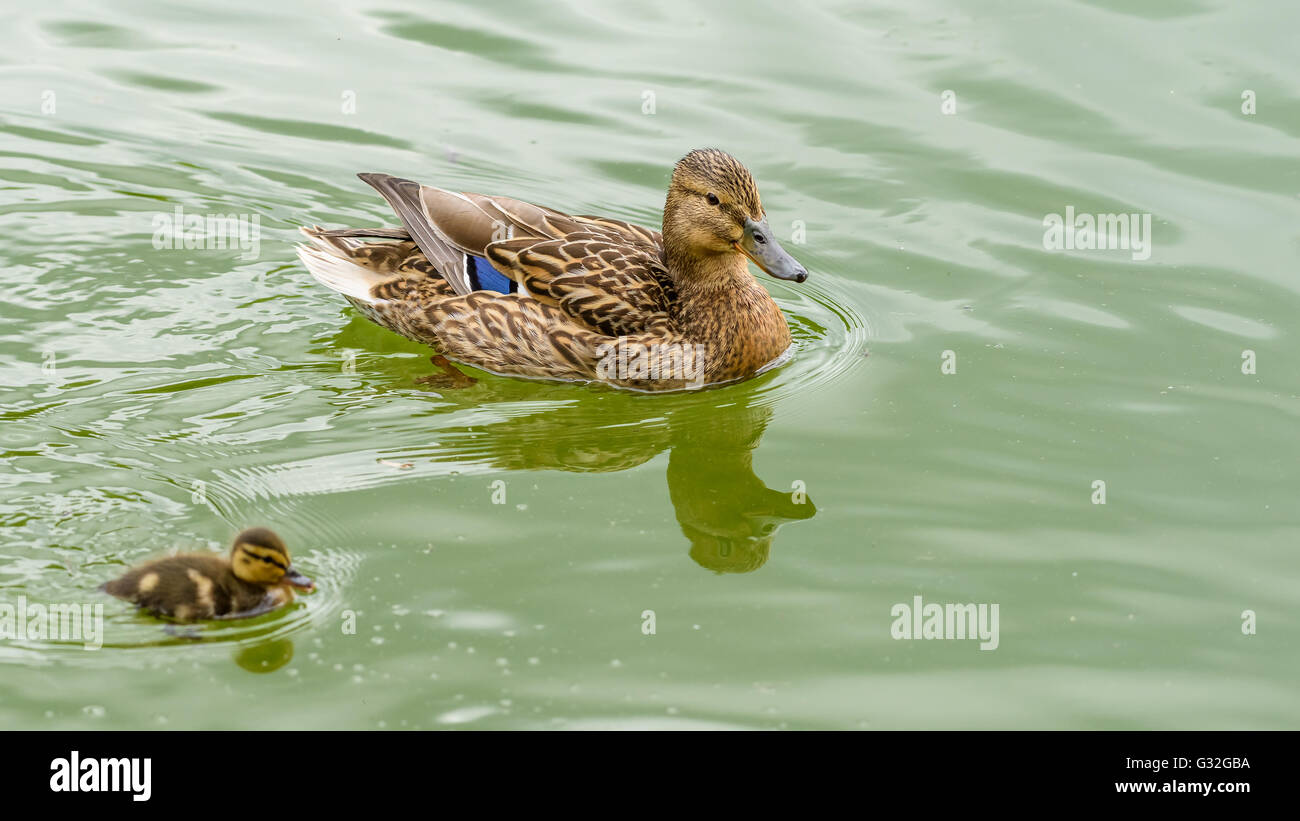 Water ducklings hi-res stock photography and images - Alamy
