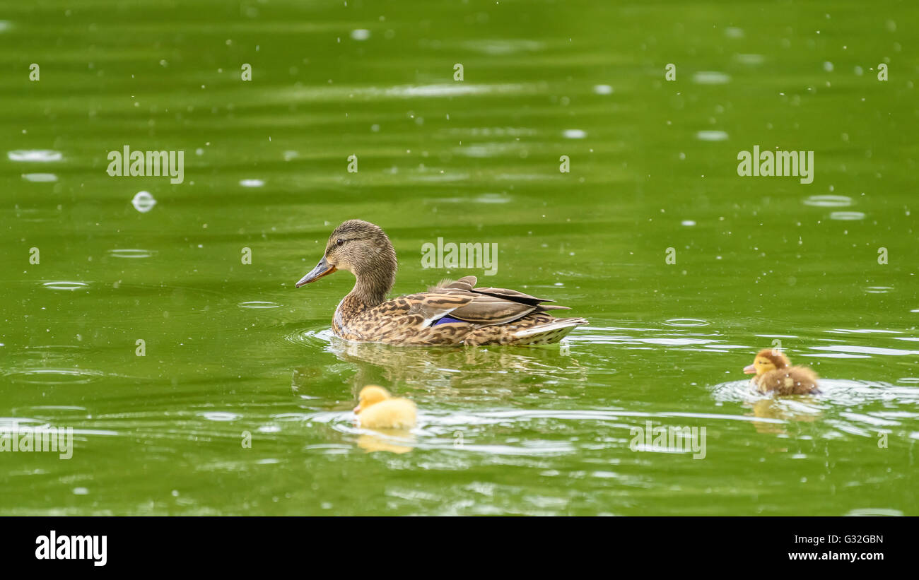 Water ducklings hi-res stock photography and images - Alamy