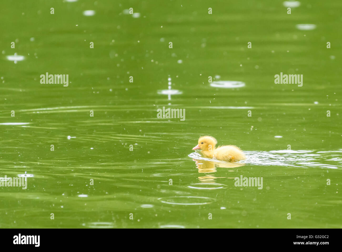 Yellow Tiny Duckling On Water Stock Photo - Alamy