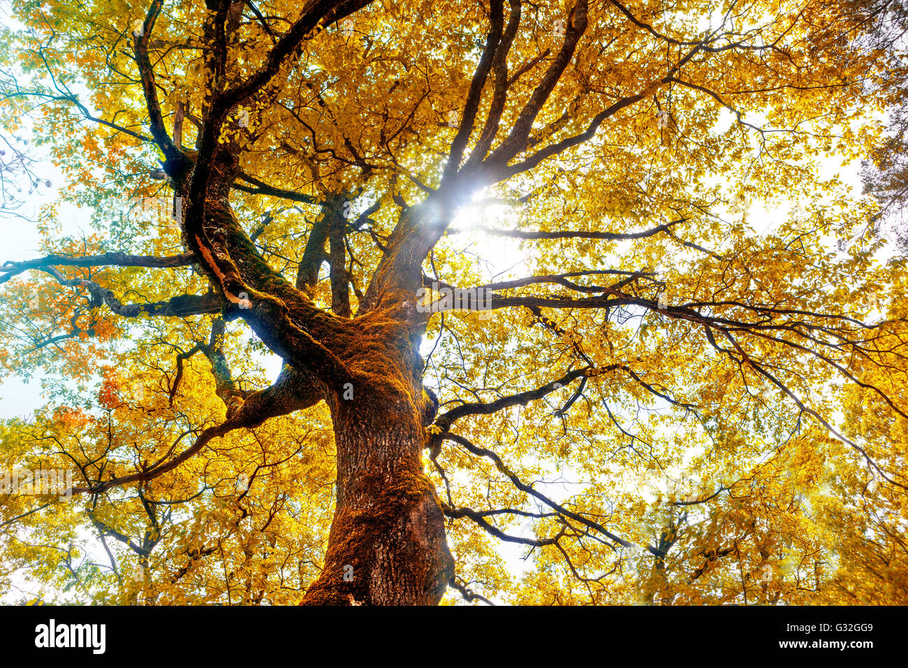 Beech tree in autumn. Nature background Stock Photo - Alamy