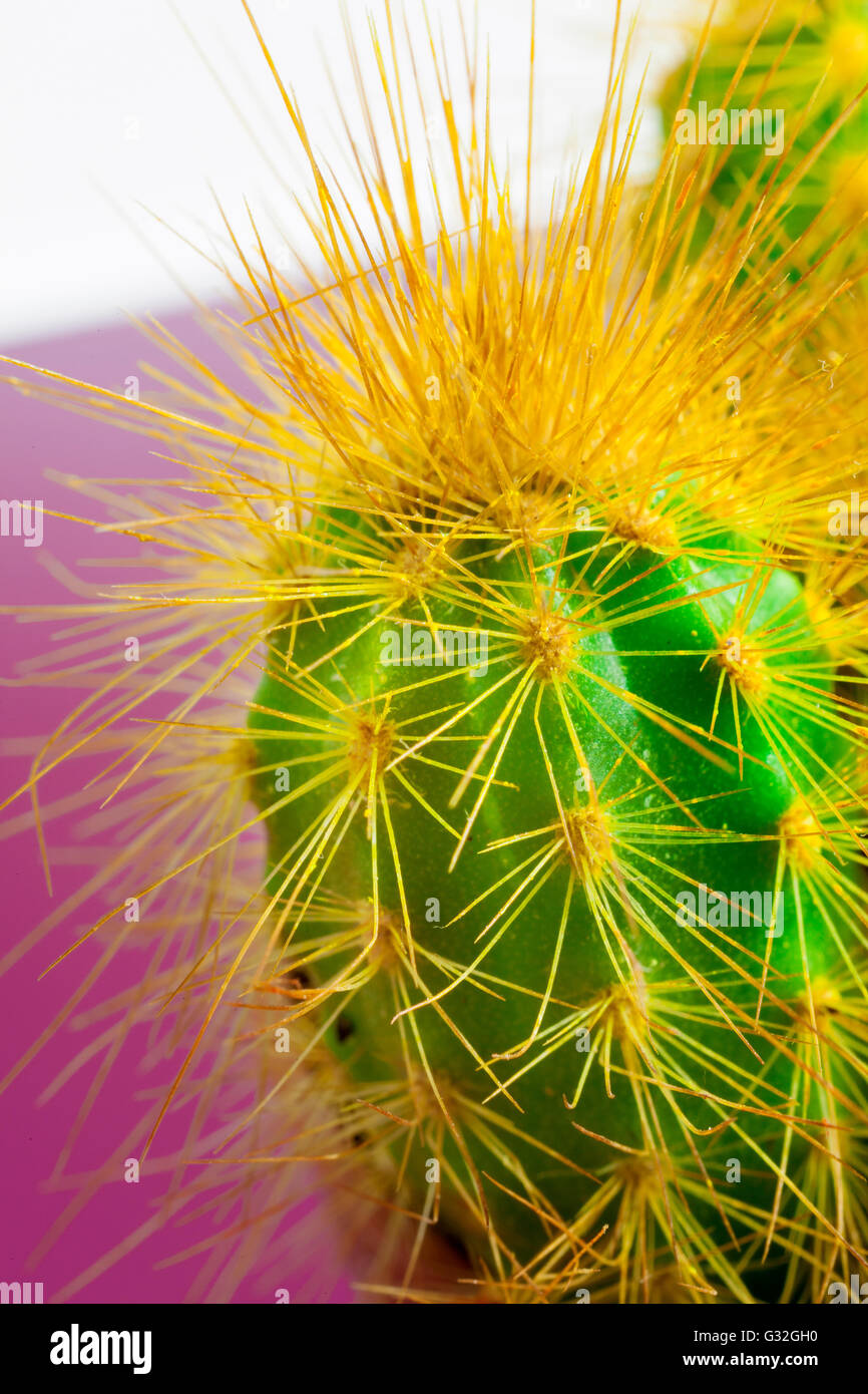 Green cactus hi-res stock photography and images - Alamy