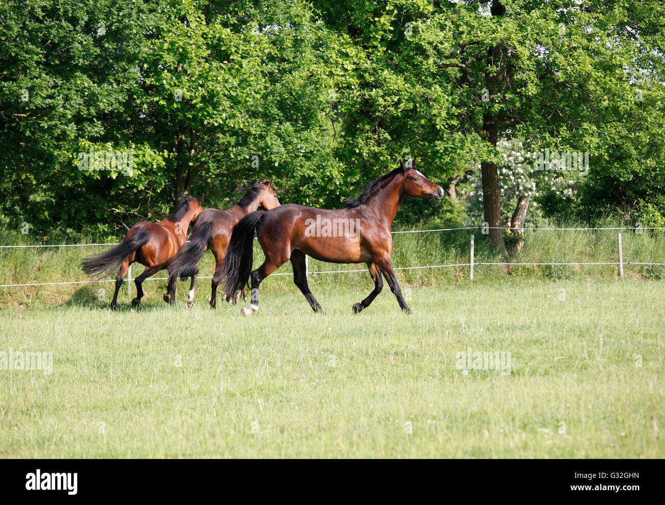 Horses running in green pasture hi-res stock photography and images - Alamy
