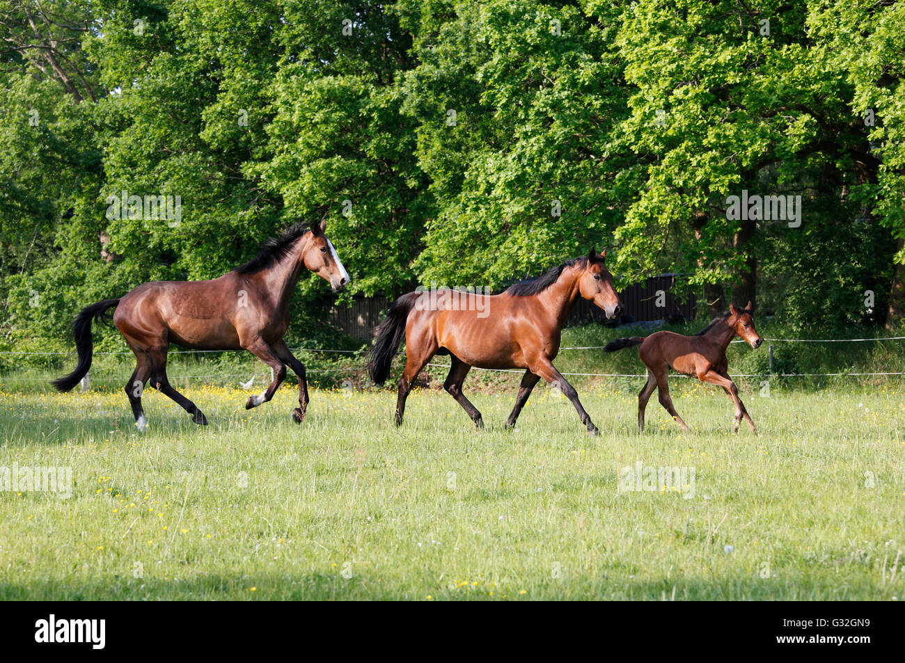 Running horses nature hi-res stock photography and images - Alamy