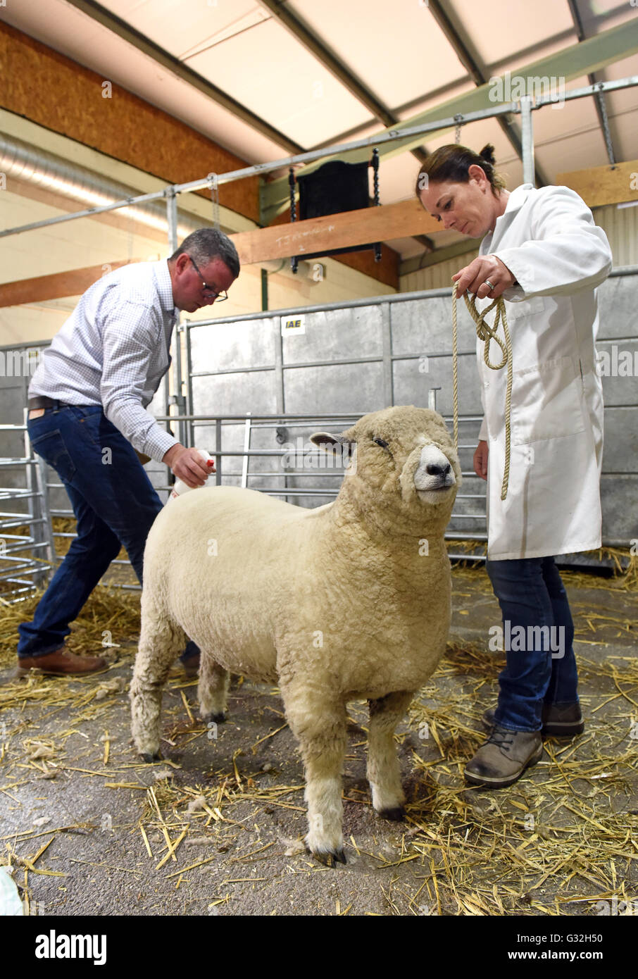 A Ryeland sheep being groomed for showing at Staffordshire County Show ...