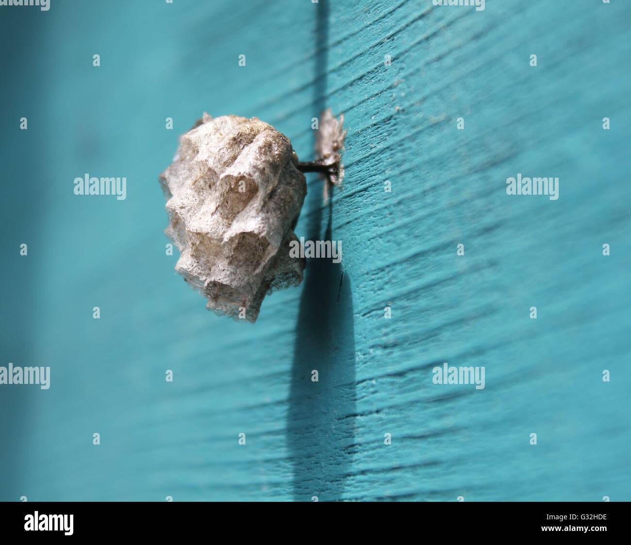 Hornet nest on blue wood background Stock Photo - Alamy