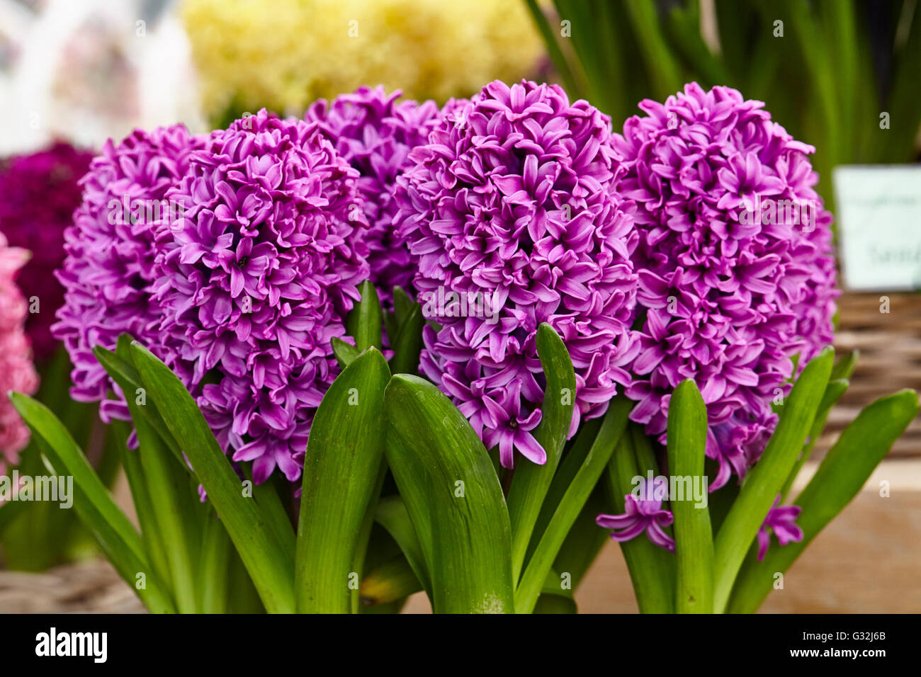 Chelsea Flower Show 2016 Stock Photo - Alamy