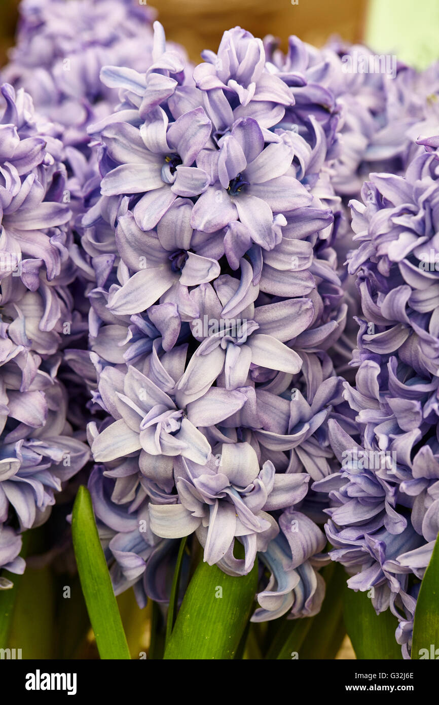 Chelsea Flower Show 2016 Stock Photo - Alamy