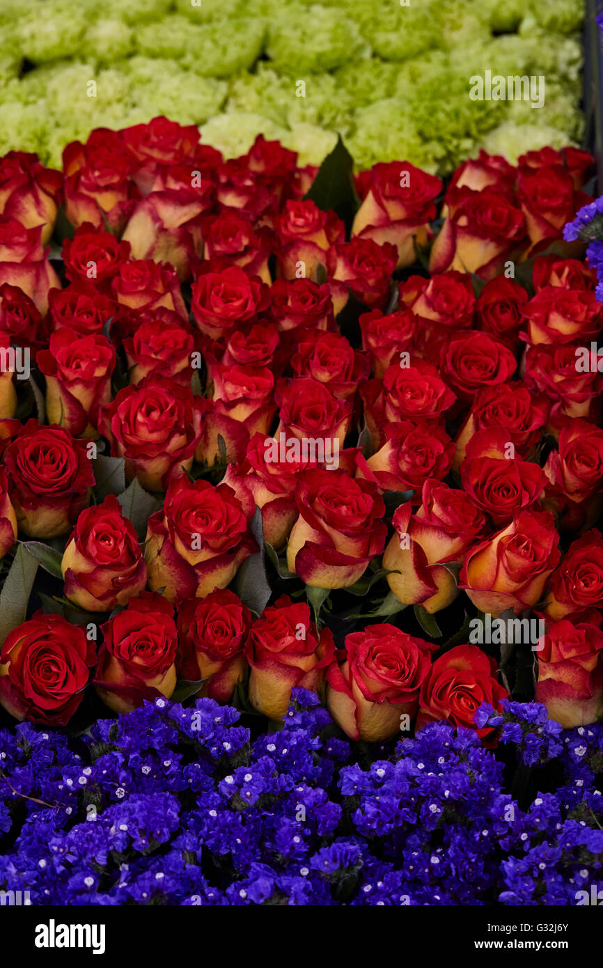 Roses at Chelsea Flower Show 2016 Stock Photo - Alamy