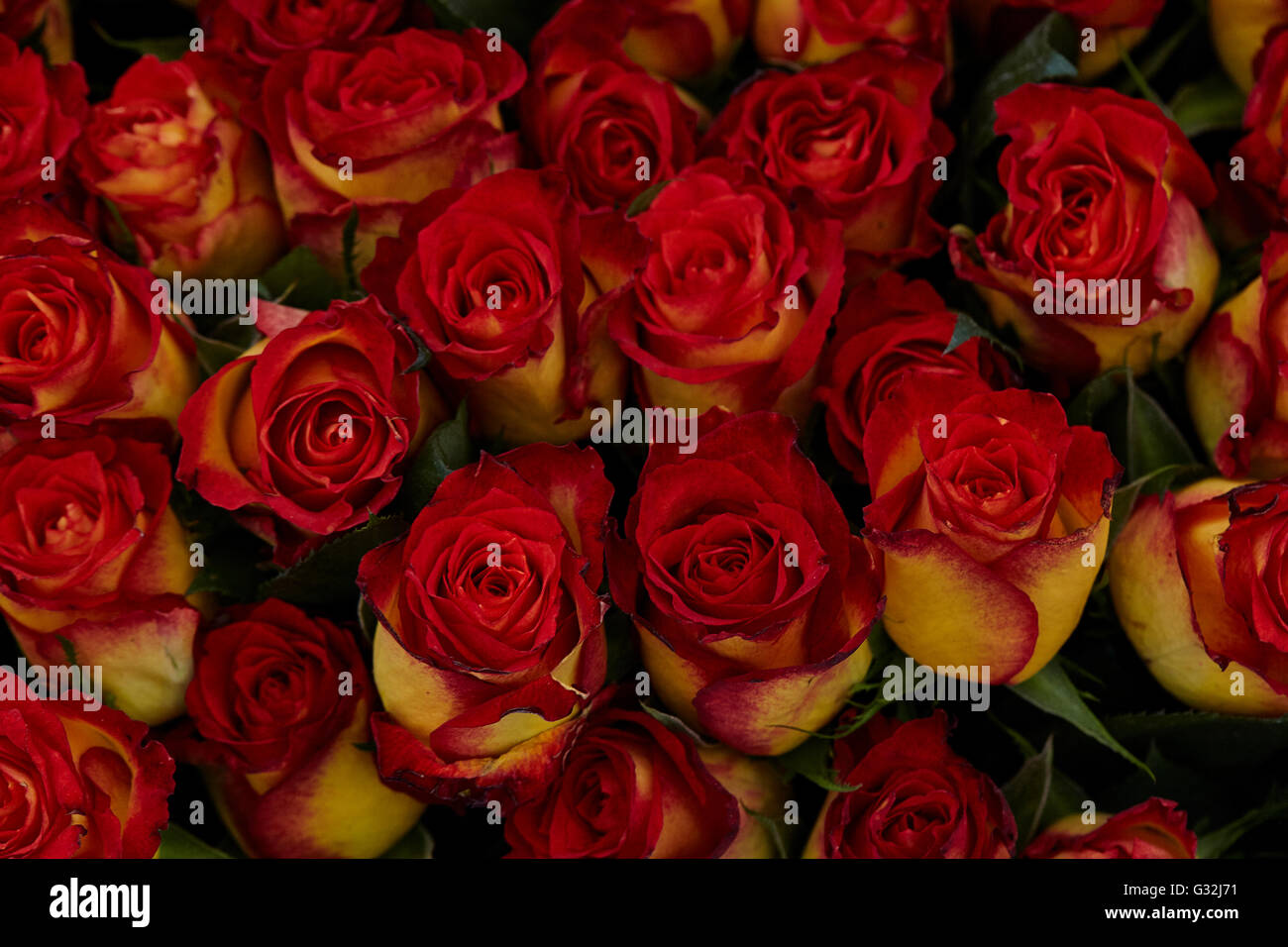 Roses at Chelsea Flower Show 2016 Stock Photo - Alamy