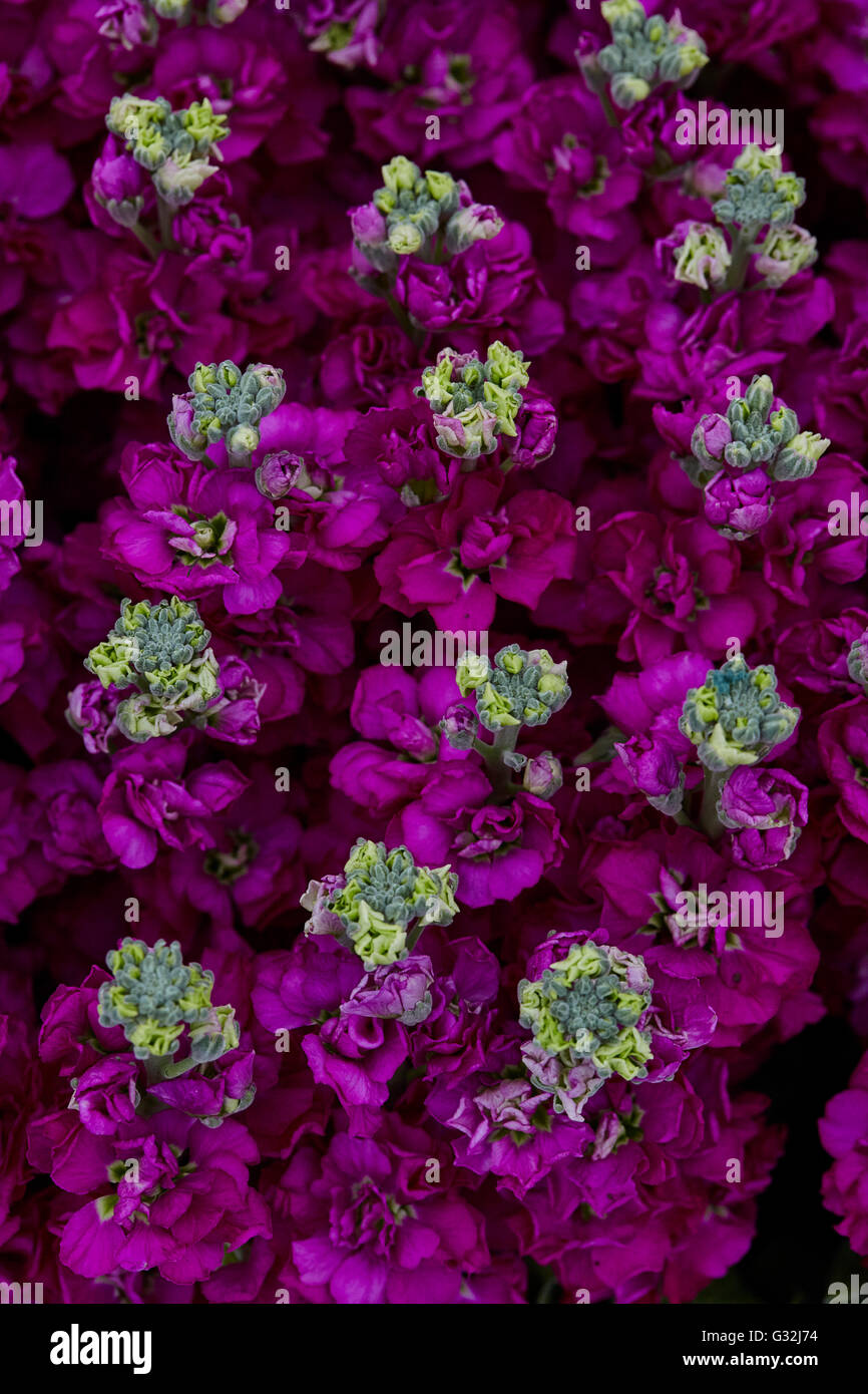 Chelsea Flower Show 2016 Stock Photo - Alamy