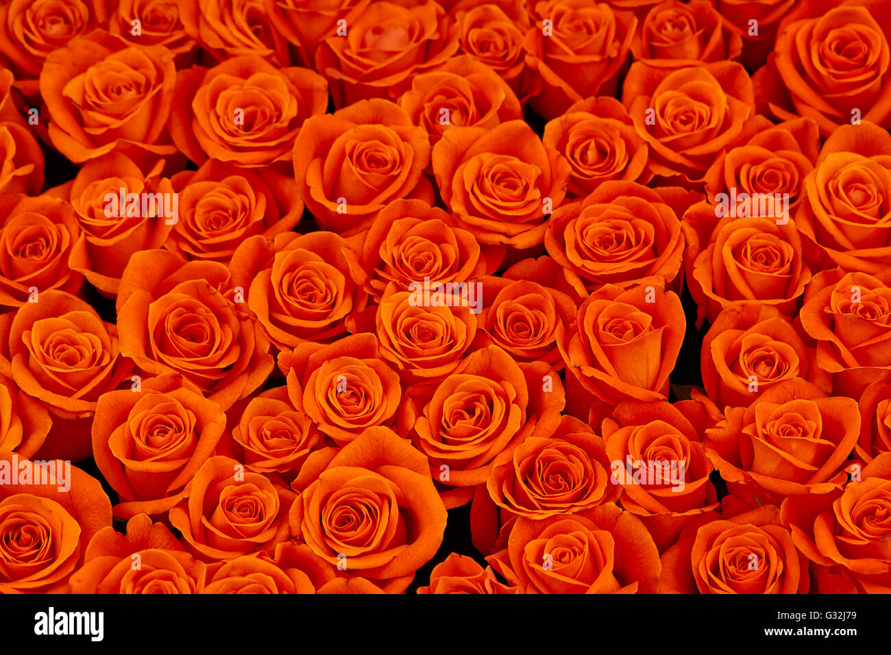 Roses at Chelsea Flower Show 2016 Stock Photo - Alamy