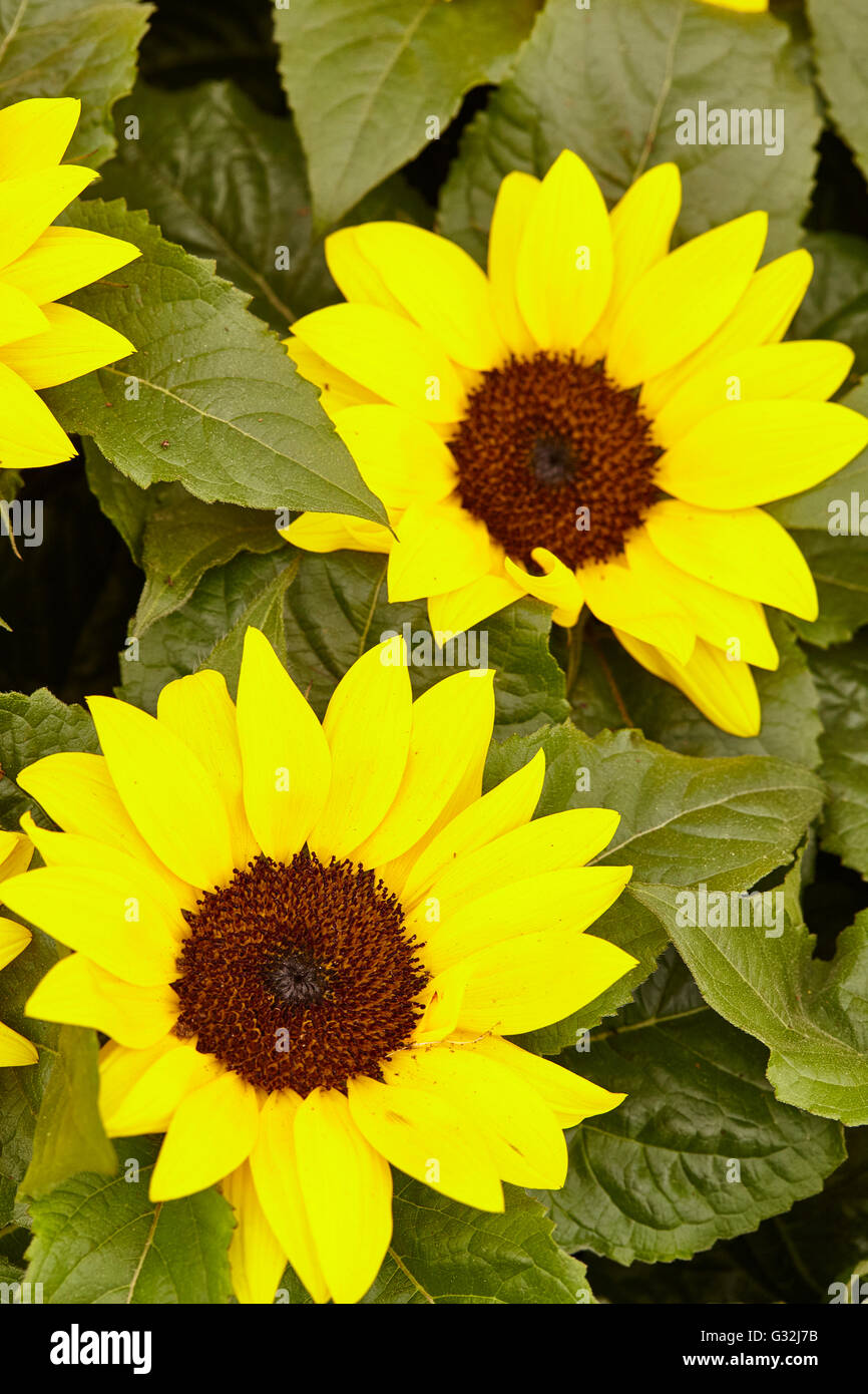 Chelsea Flower Show 2016 Stock Photo - Alamy