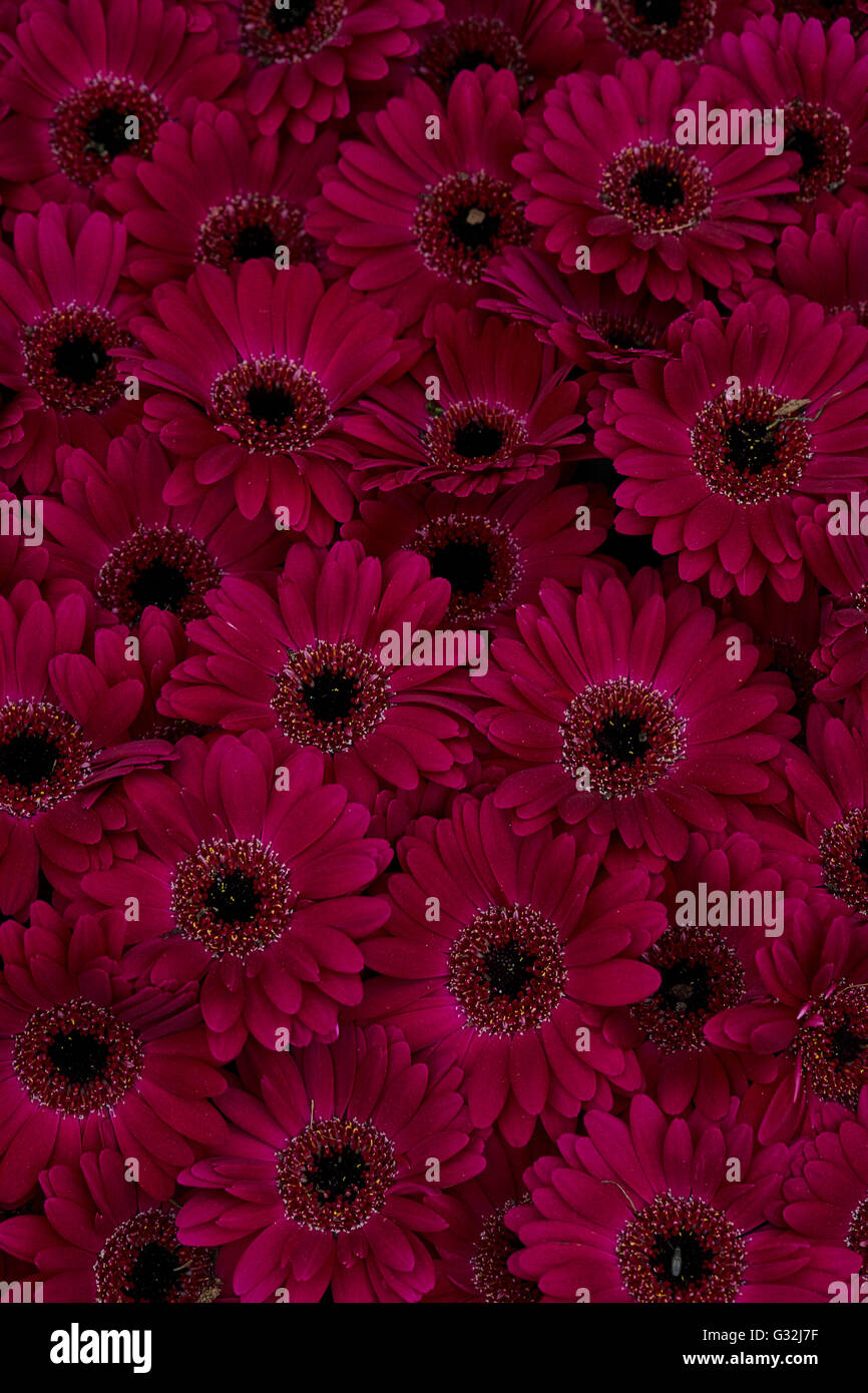 Chelsea Flower Show 2016 Stock Photo - Alamy