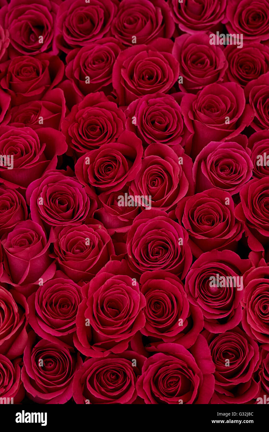 Roses at Chelsea Flower Show 2016 Stock Photo - Alamy