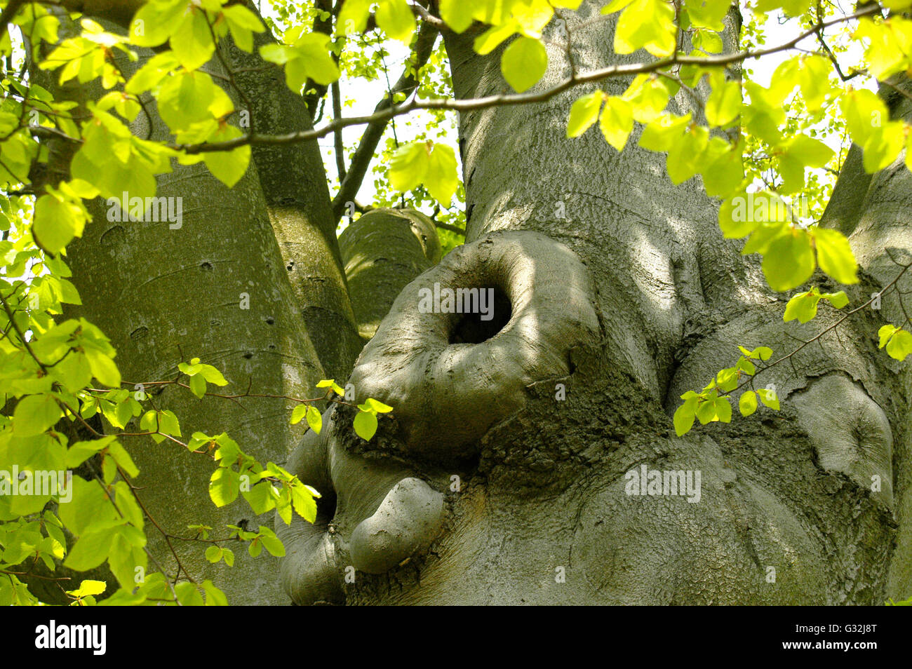 Smooth Elm Tree Hole Stock Photo - Alamy