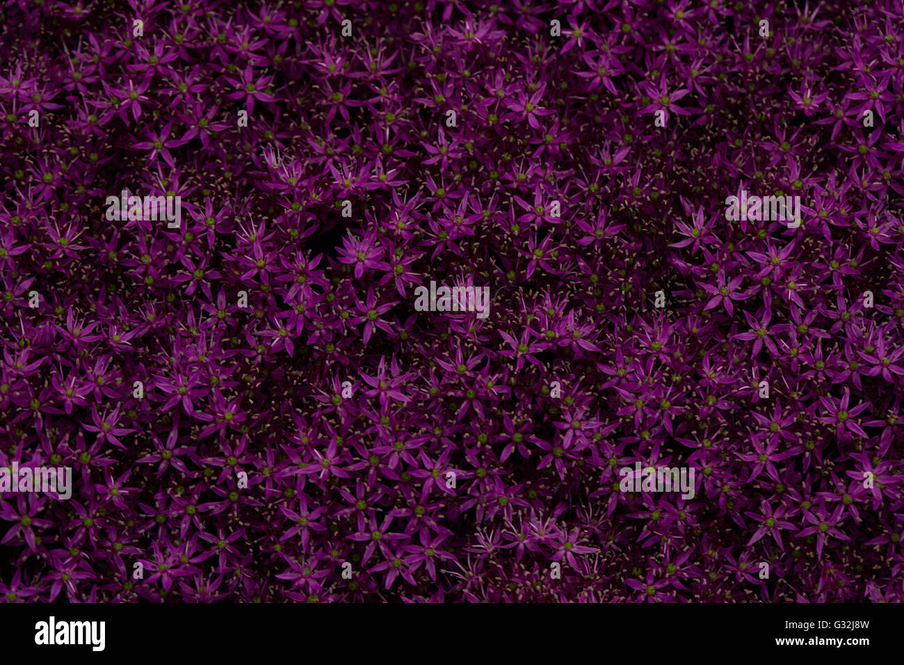 Chelsea Flower Show 2016 Stock Photo - Alamy