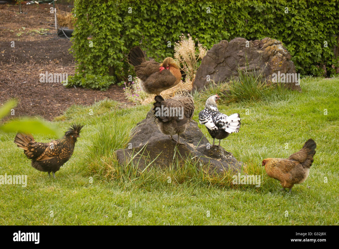 Laying chickens hi-res stock photography and images - Alamy