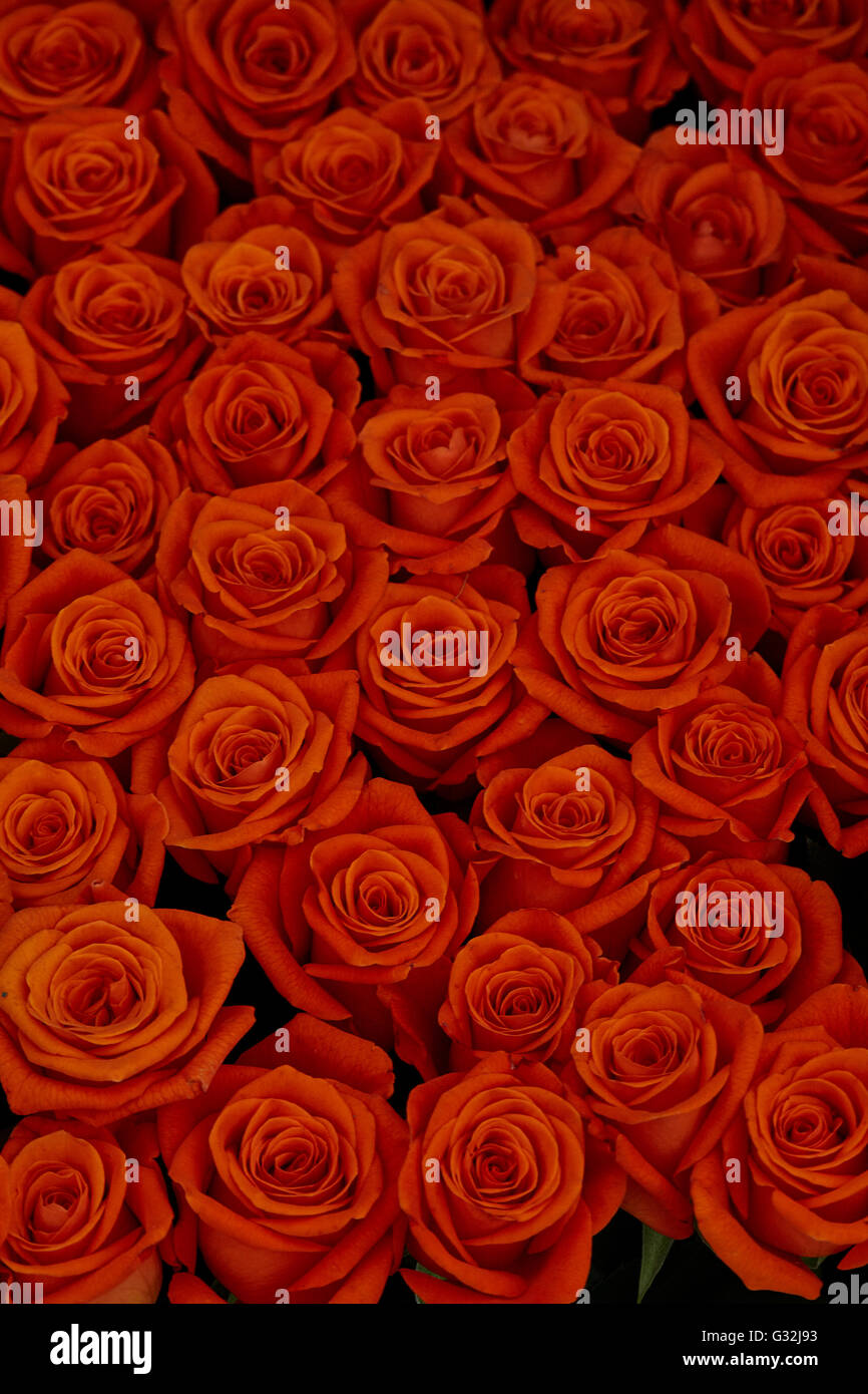 Chelsea Flower Show 2016 Stock Photo - Alamy