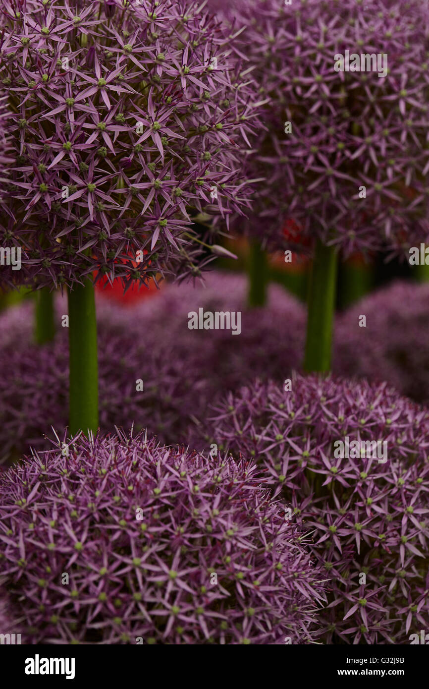 Chelsea Flower Show 2016 Stock Photo - Alamy
