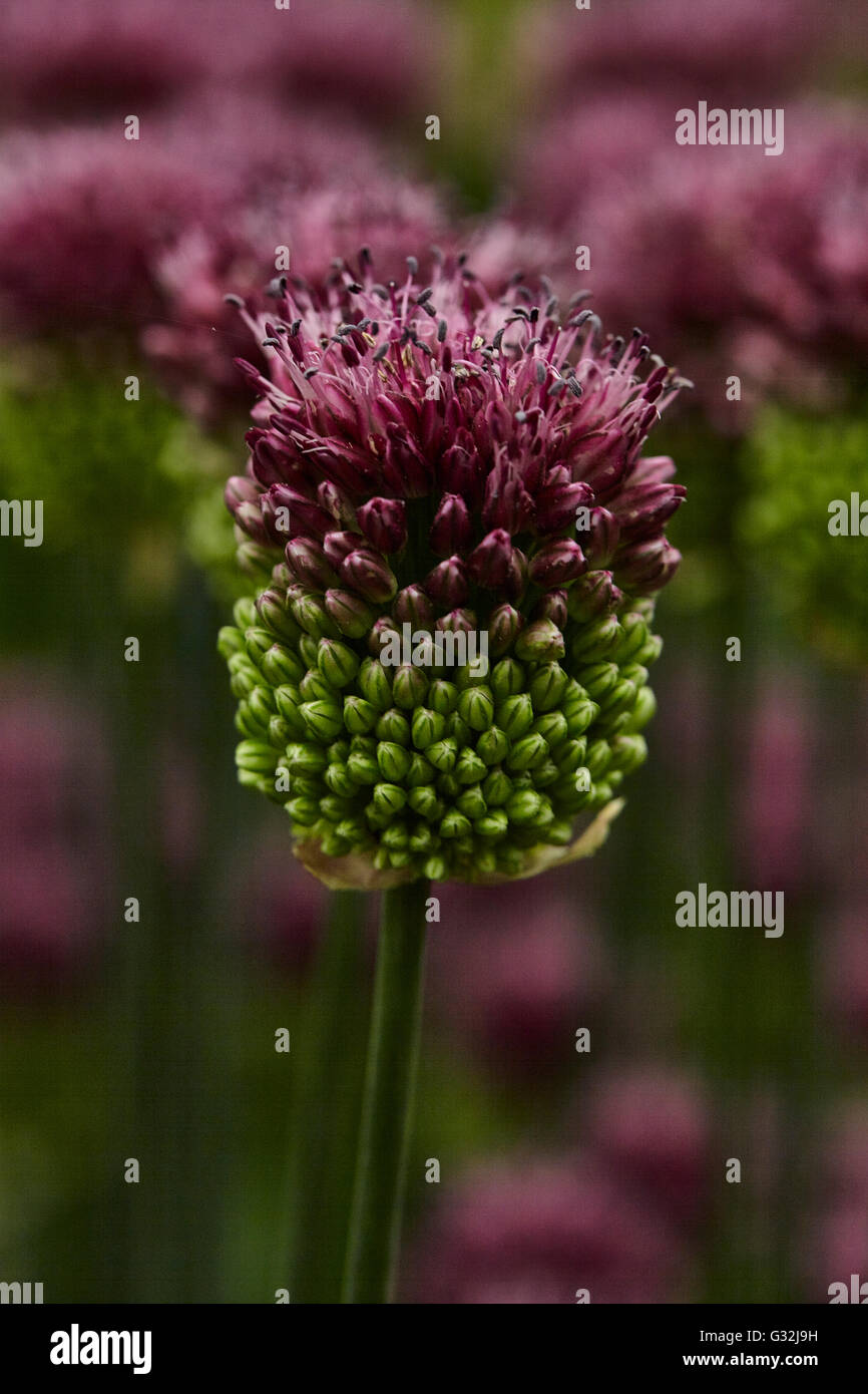Chelsea Flower Show 2016 Stock Photo - Alamy