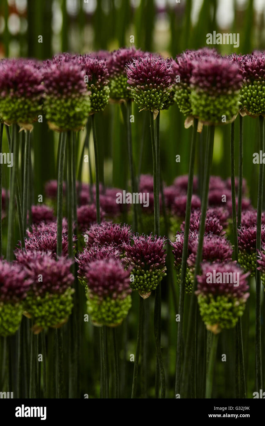 Chelsea Flower Show 2016 Stock Photo - Alamy