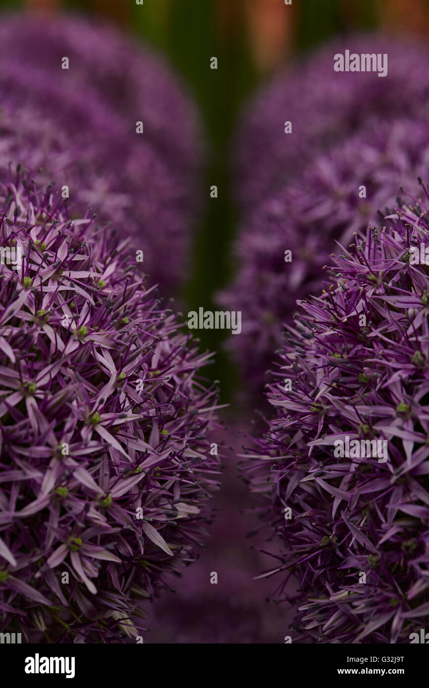 Chelsea Flower Show 2016 Stock Photo - Alamy