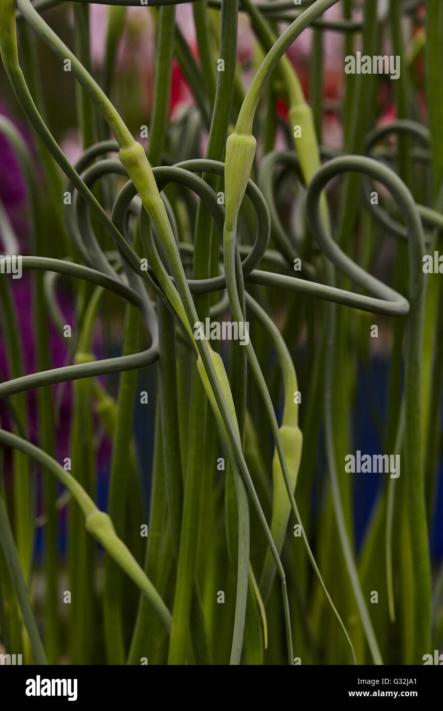 Chelsea Flower Show 2016 Stock Photo - Alamy