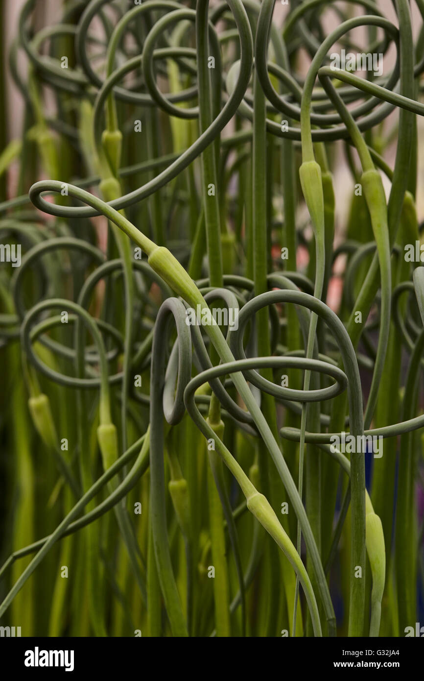 Chelsea Flower Show 2016 Stock Photo - Alamy