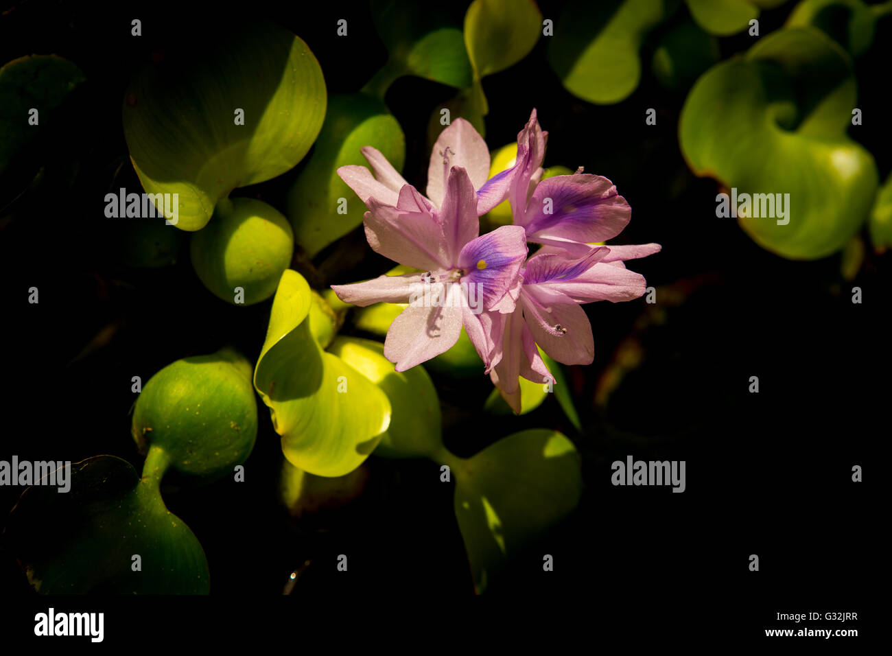 Crassipe eichhornia hi-res stock photography and images - Alamy