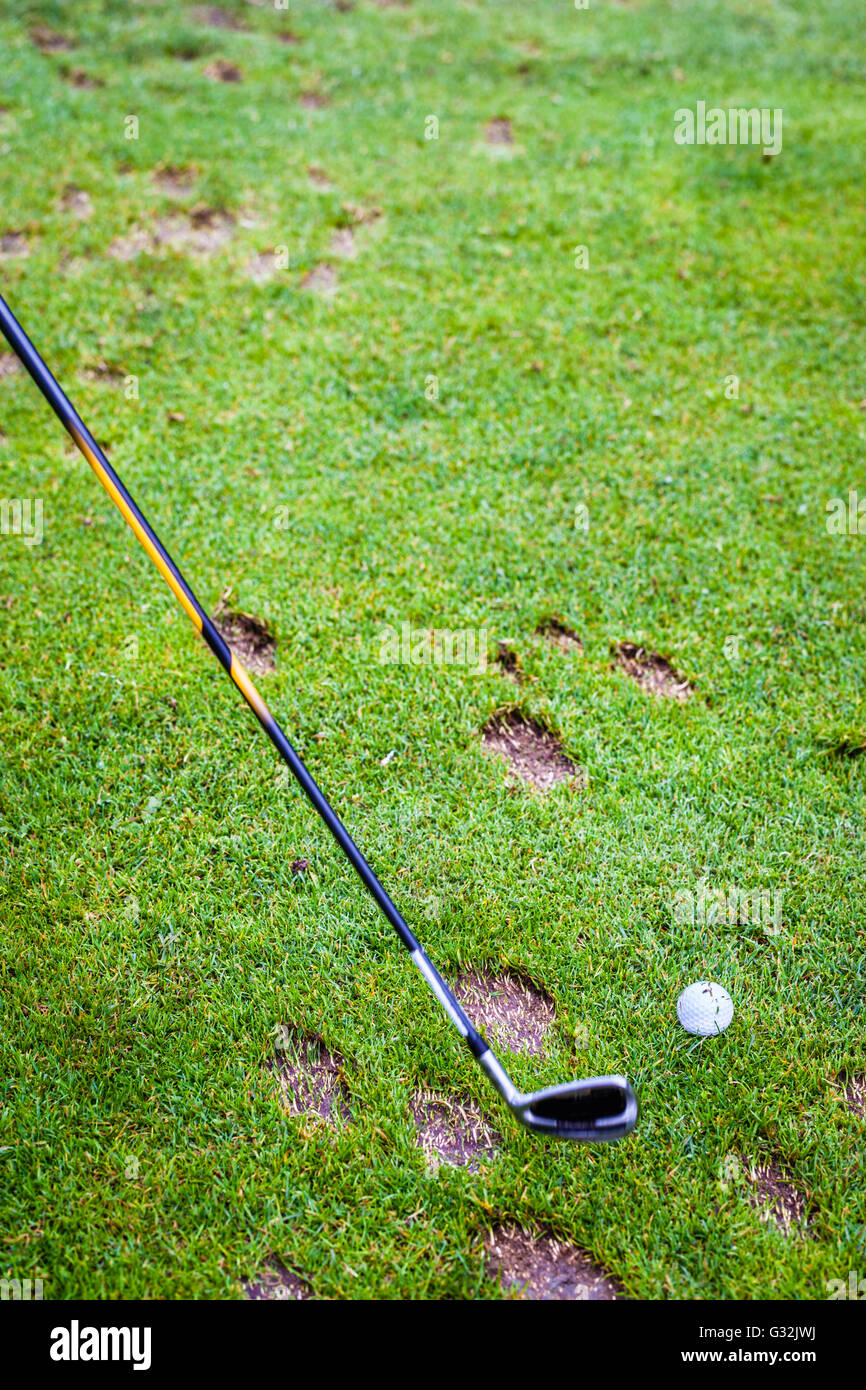 detail of a golf club and a golf ball over a lawn full of divot Stock ...