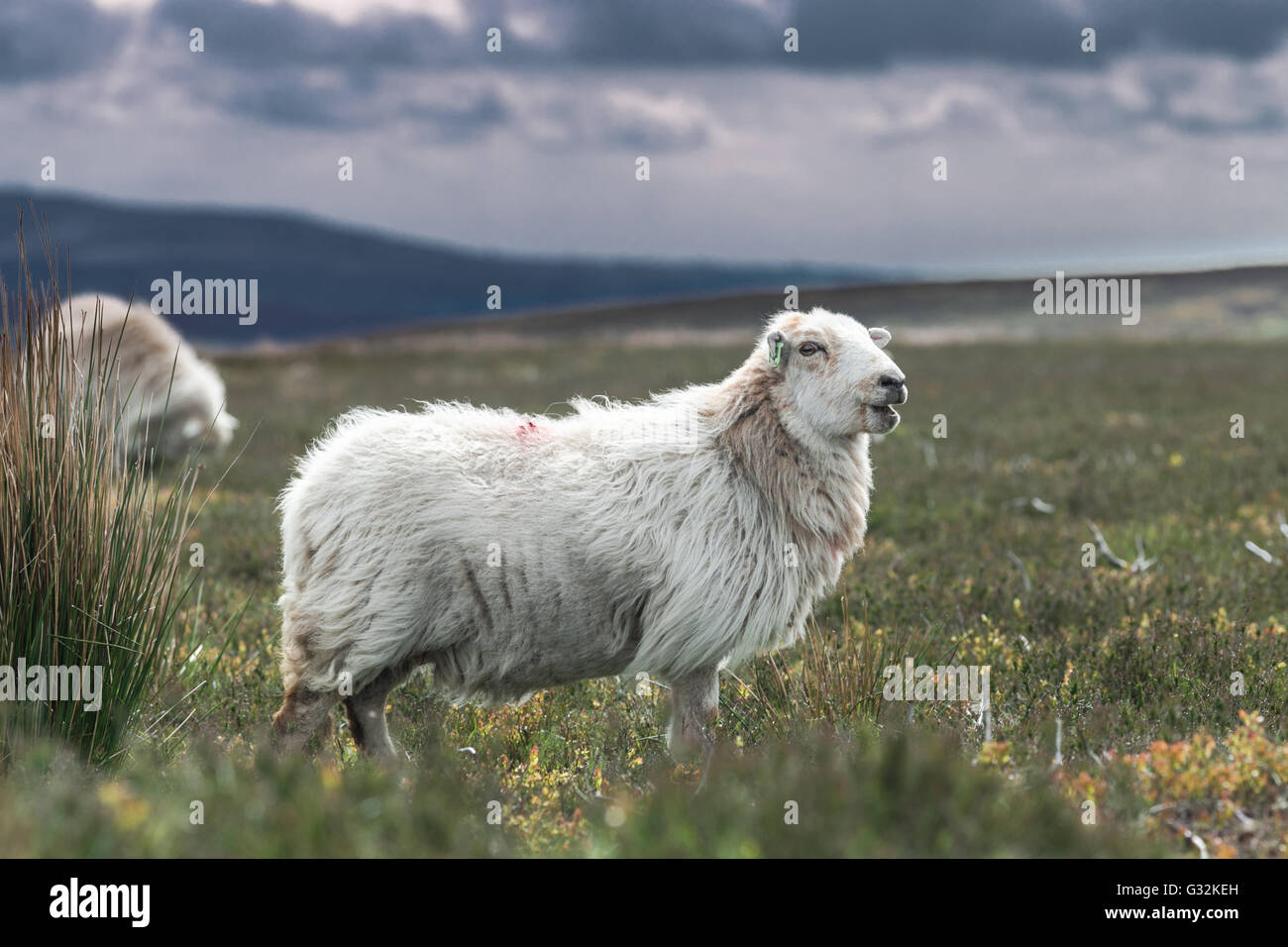 Adult sheep hi-res stock photography and images - Alamy