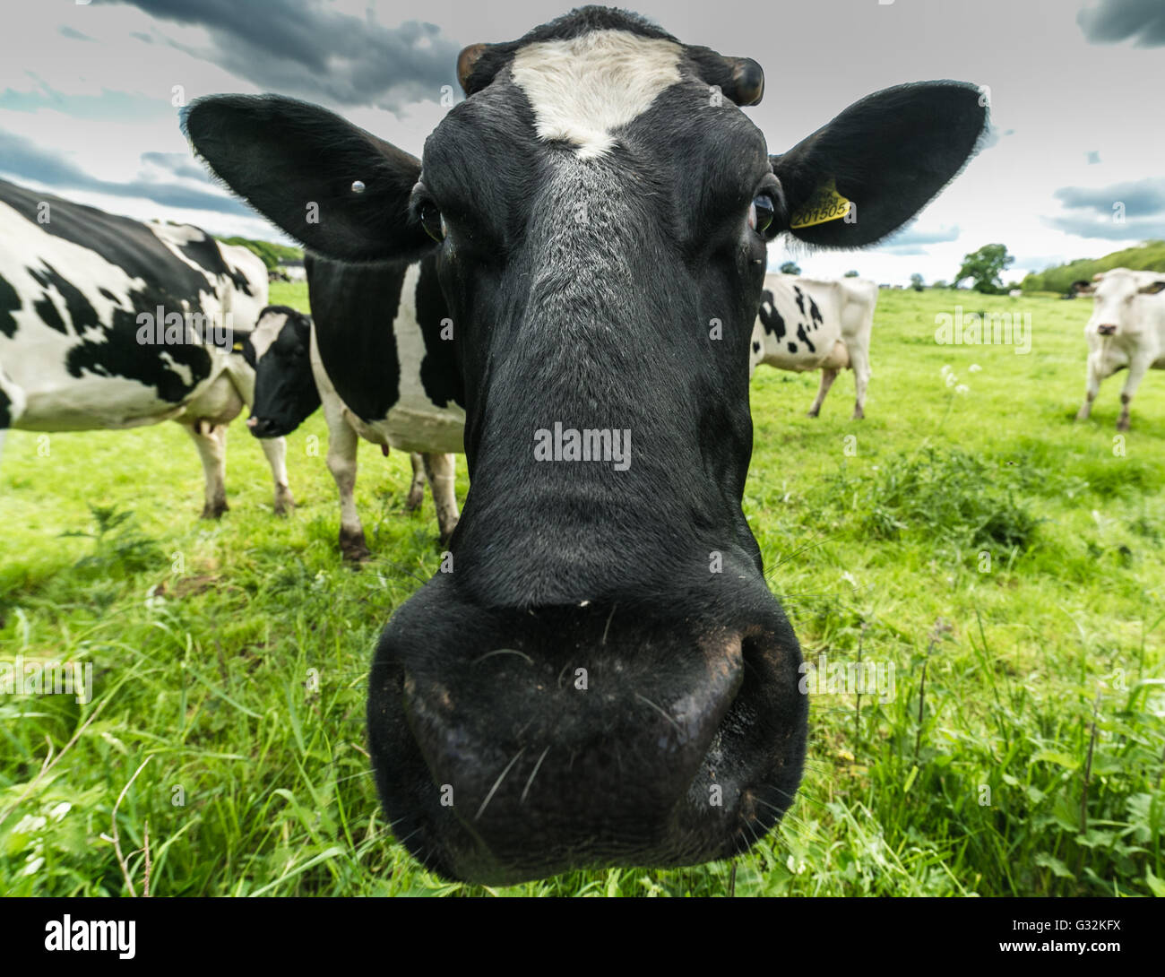 Cows Head Extreme Close Up Stock Photo - Alamy