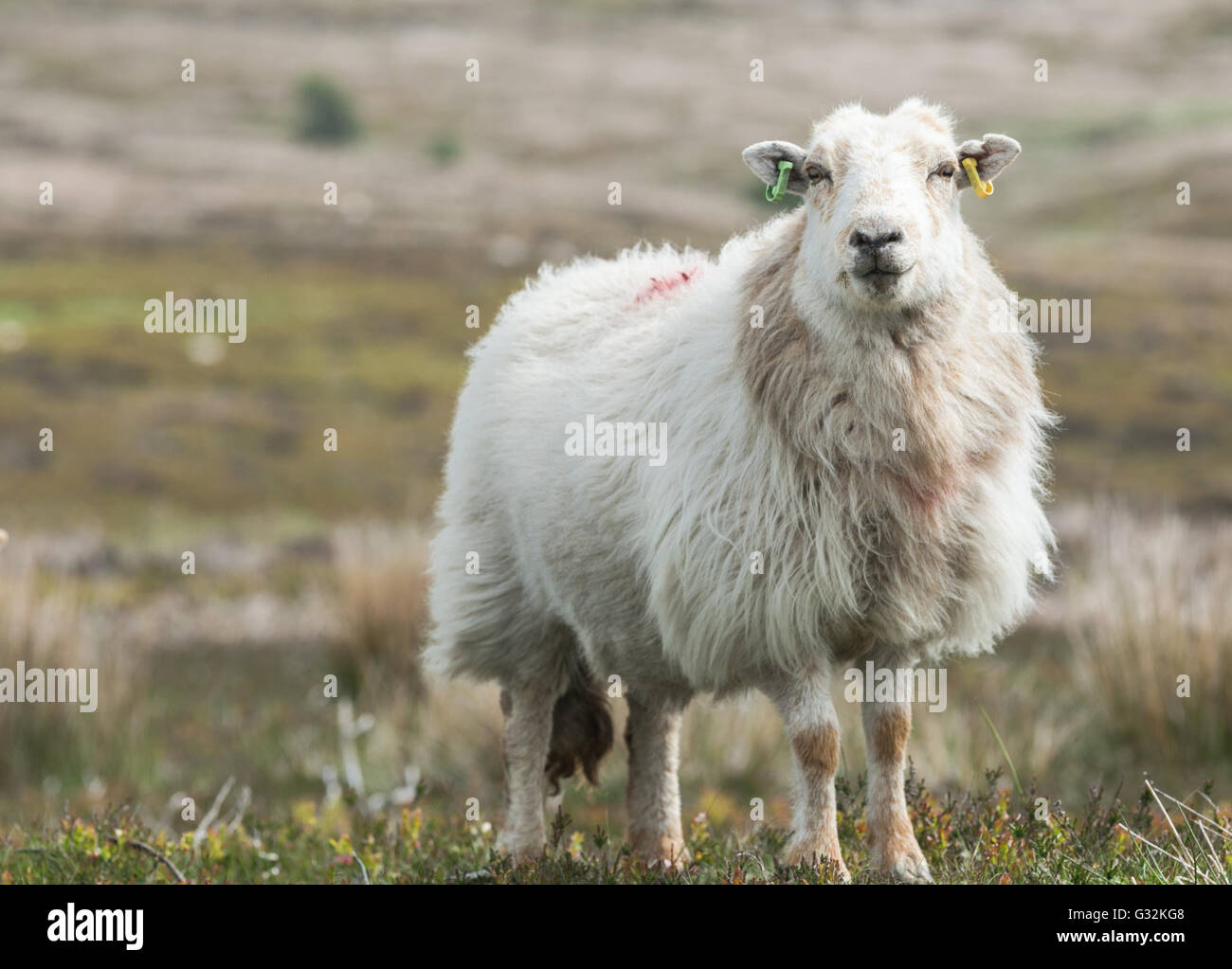 Adult sheep hi-res stock photography and images - Alamy