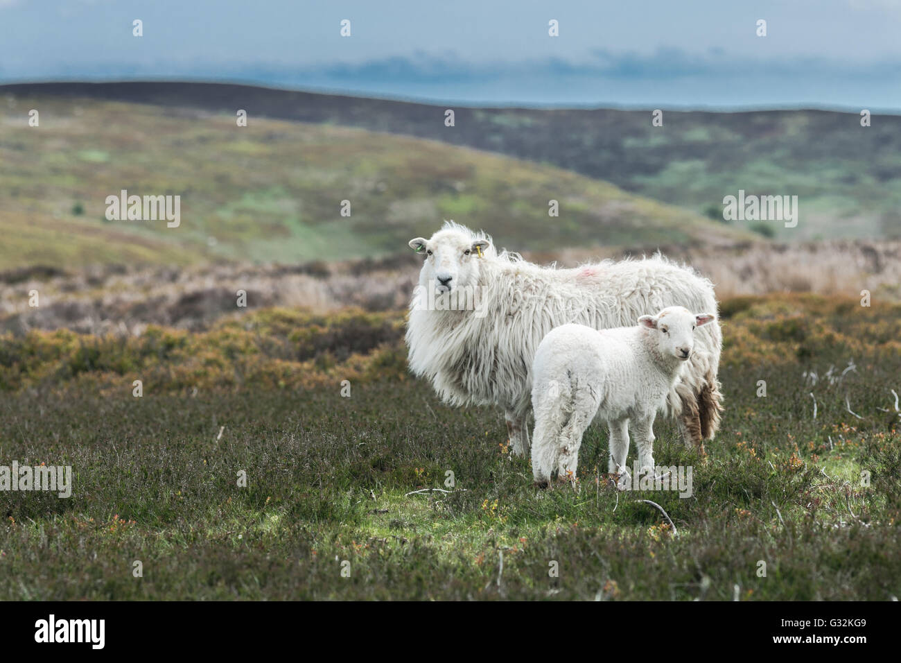 Furry sheep hi-res stock photography and images - Alamy