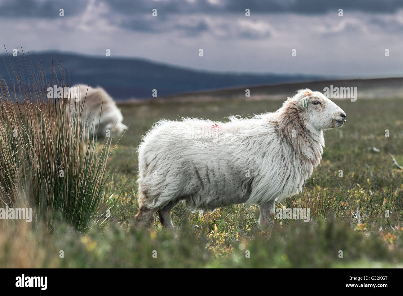 Welsh sheep hi-res stock photography and images - Alamy