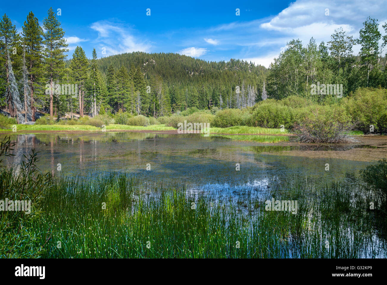 Local Mountain top meadow in the Lake Tahoe basin Stock Photo - Alamy
