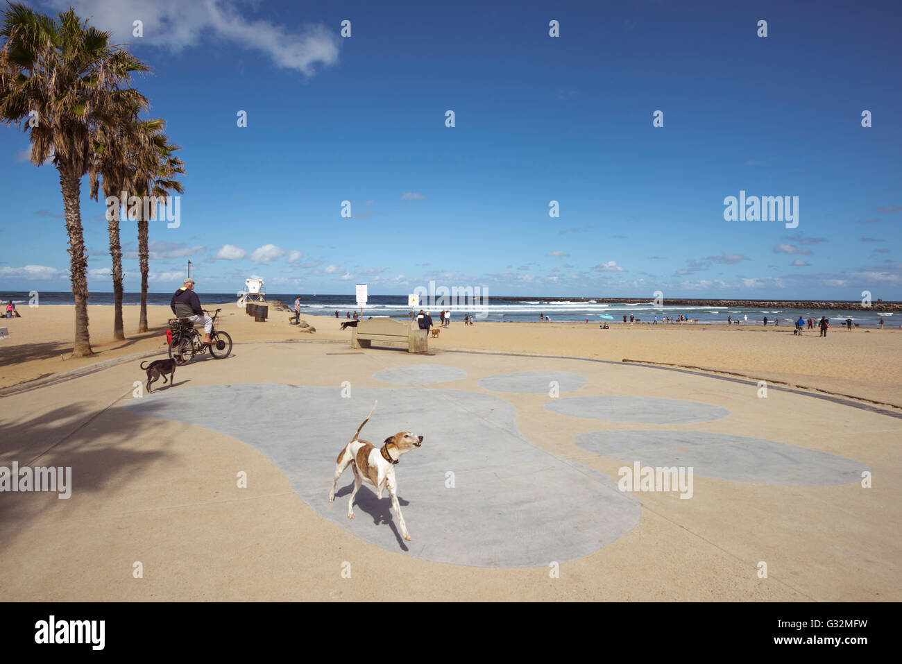 Dog beach ocean san hi-res stock photography and images - Alamy