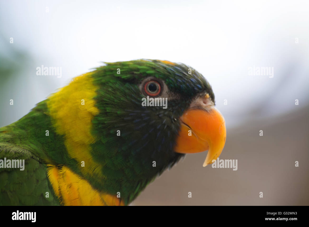 Portrait of a small parrot Stock Photo - Alamy
