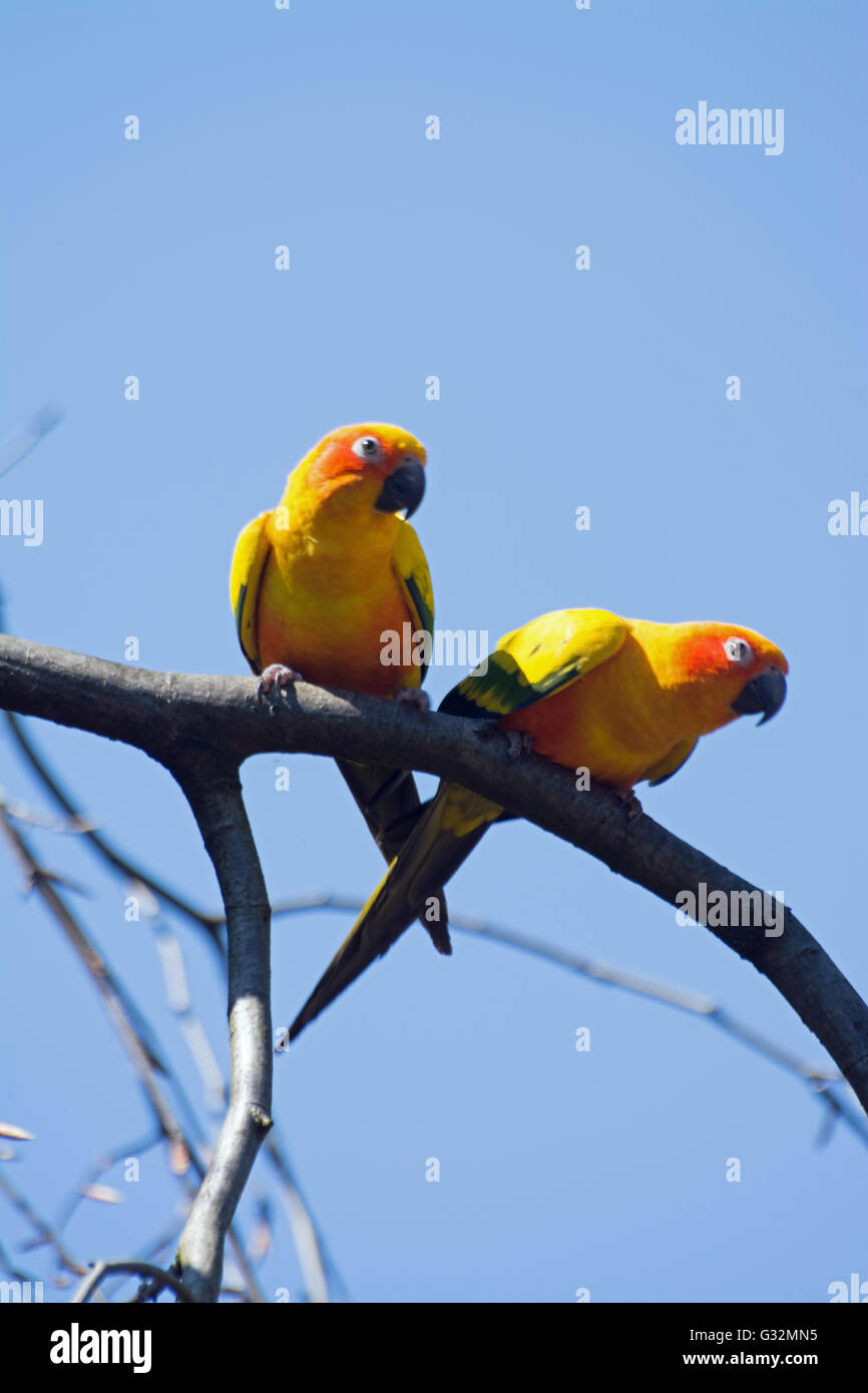 Portrait of a small parrot Stock Photo - Alamy