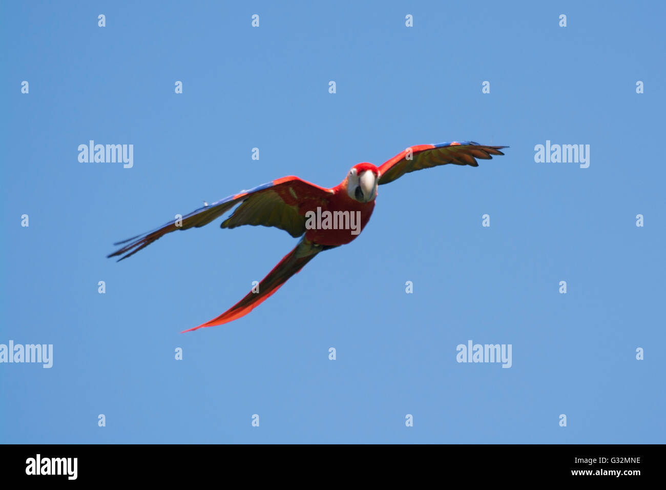 Portrait of Scarlet Macaw, latin called Ara macao Stock Photo - Alamy